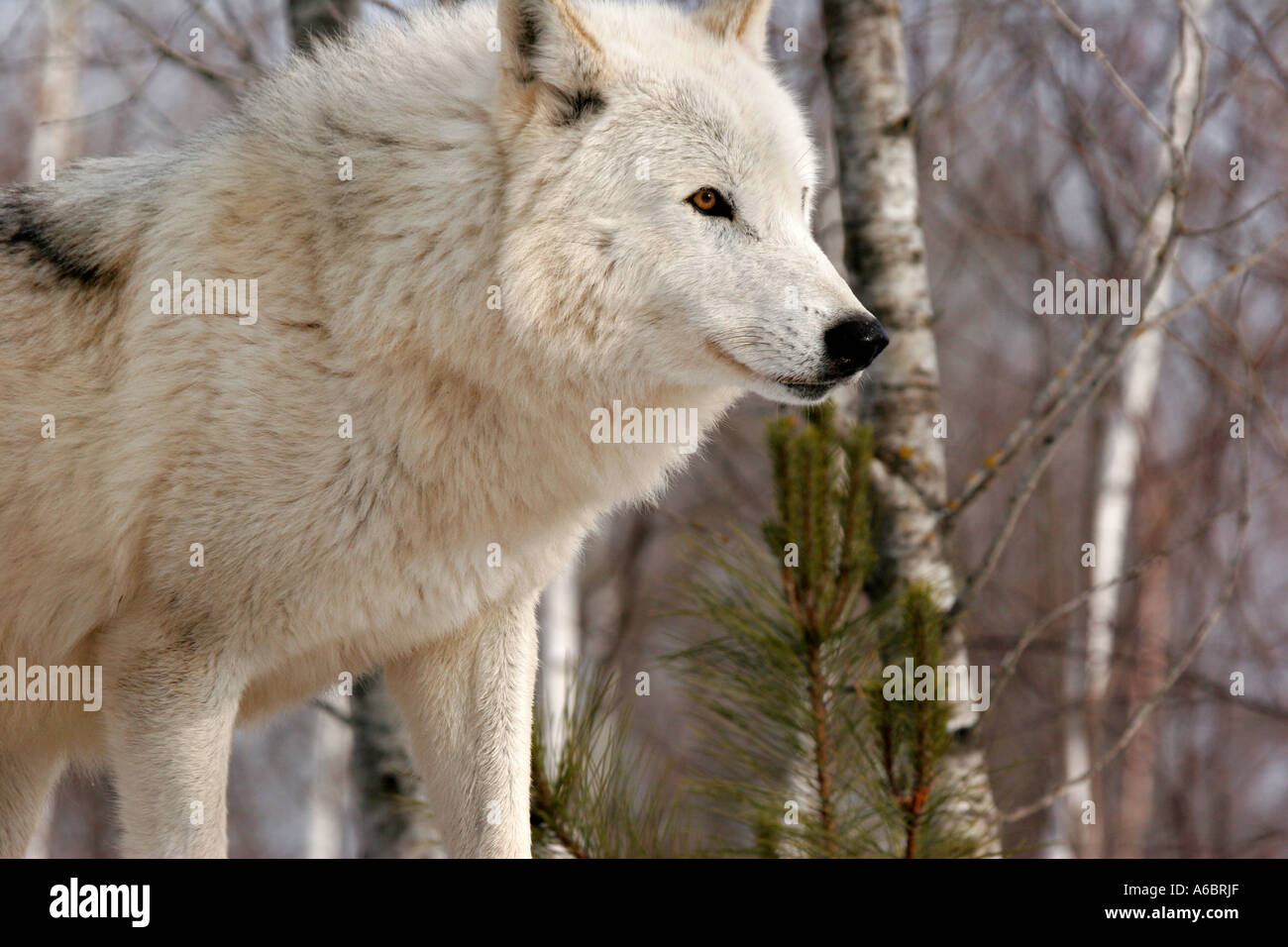 White Timber Wolf in a forest in Northern Minnesota Stock Photo - Alamy