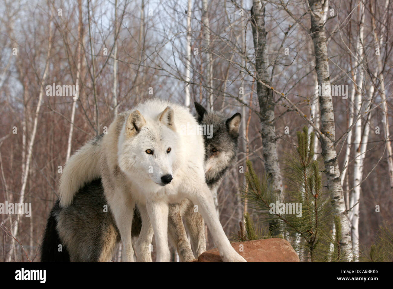 White and Black Timber Wolves in Northern Minnesota courting Stock ...