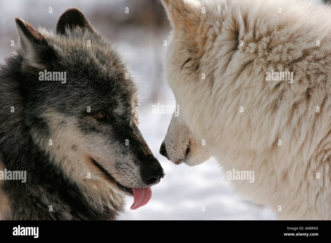 White and Black Timber Wolves in Northern Minnesota courting Stock ...