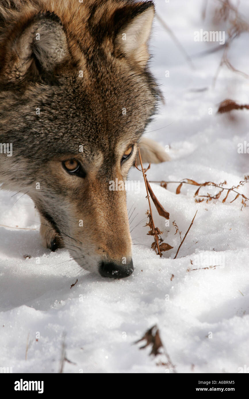 Brown Timber Wolf in Northern Minnesota Stock Photo - Alamy