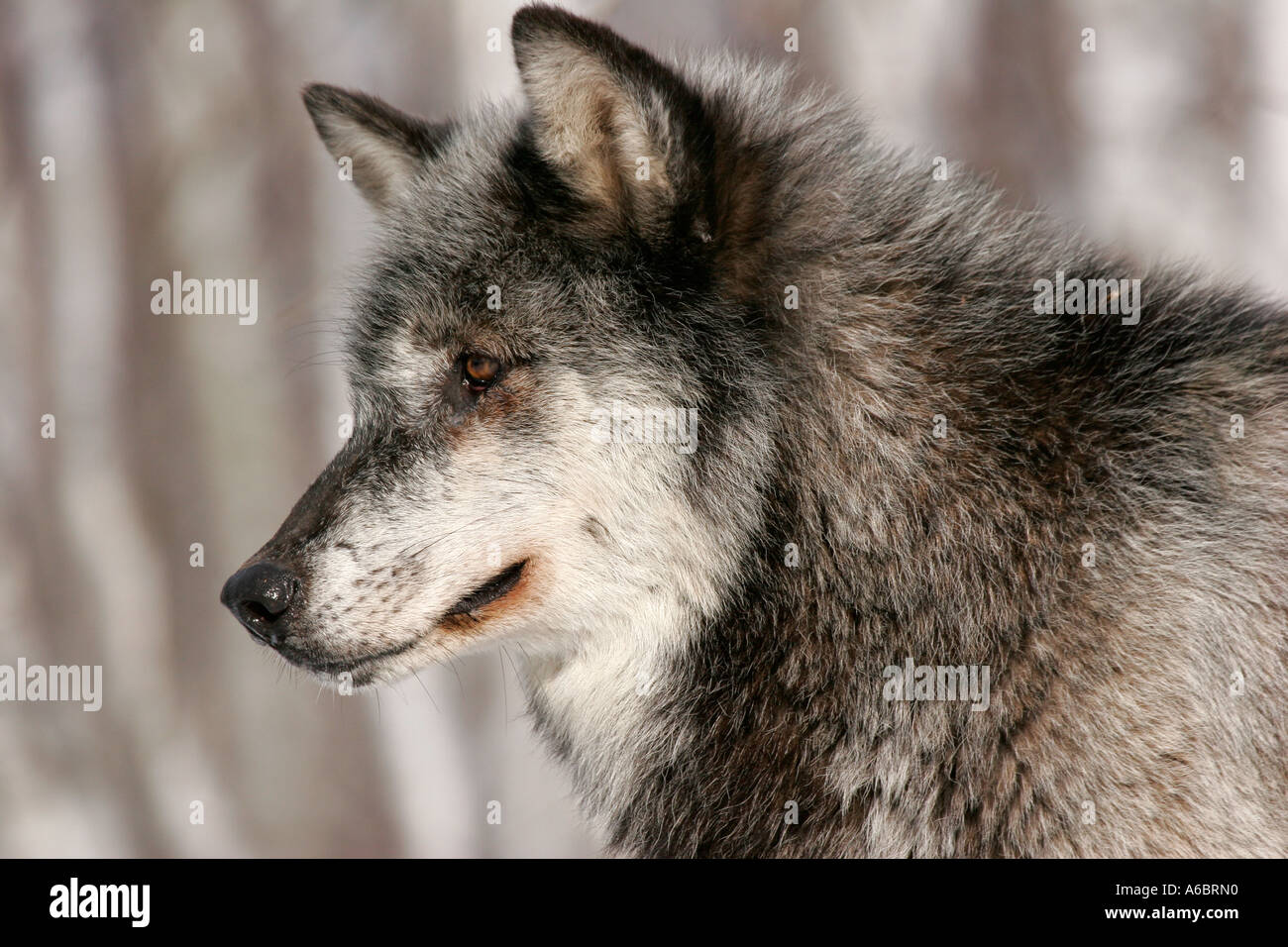 Black Timber Wolf in a forest in Northern Minnesota Stock Photo - Alamy