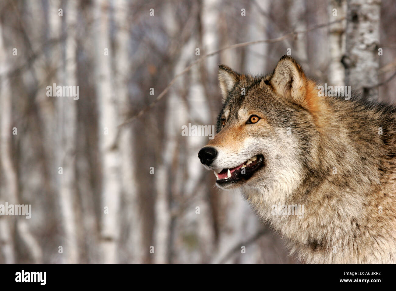 Brown Timber Wolf in Northern Minnesota Stock Photo - Alamy