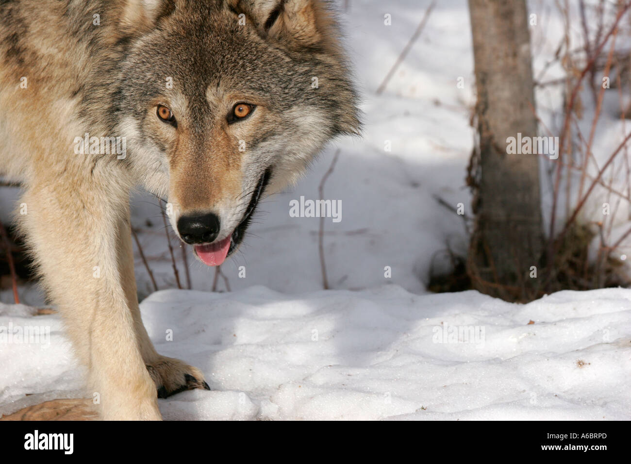 Brown Timber Wolf in Northern Minnesota Stock Photo - Alamy