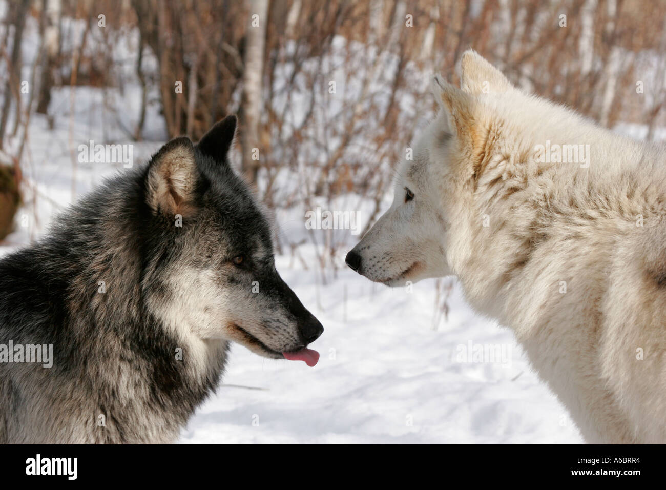 White black timber wolves in hi-res stock photography and images - Alamy