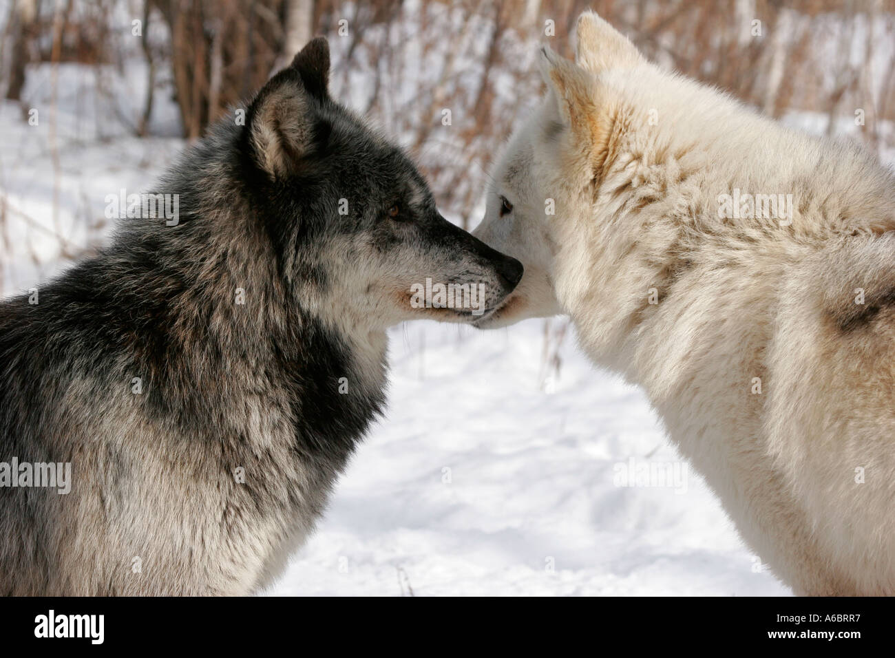 White and Black Timber Wolves in Northern Minnesota courting Stock ...