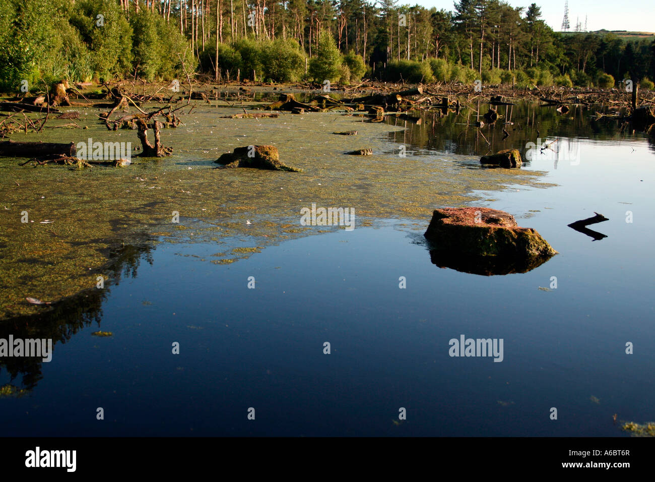 Linmere moss delamere forest hi-res stock photography and images - Alamy