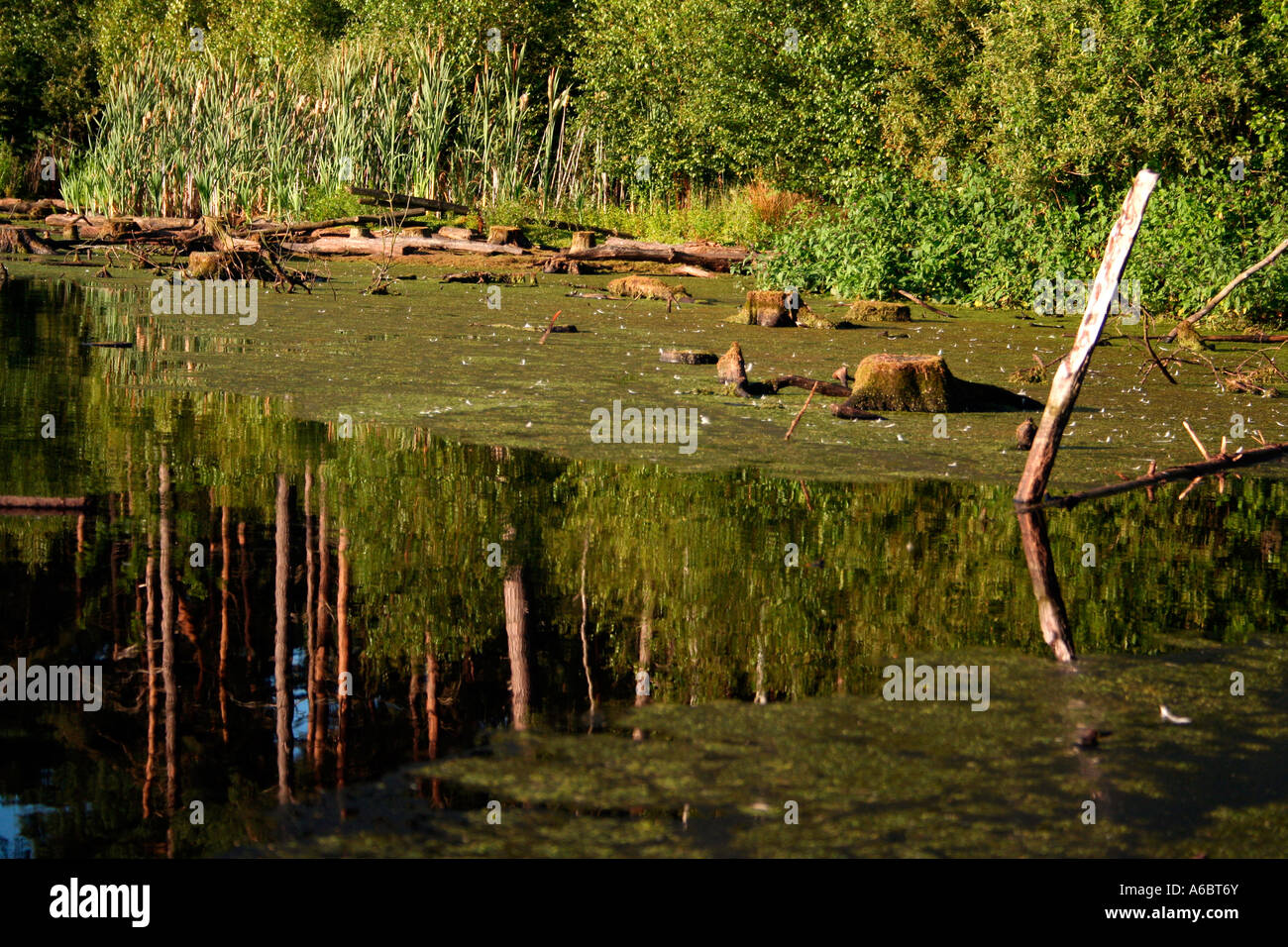 Flooded wetland, Blakemere Moss, Delamere Forest, part of the Mersey ...