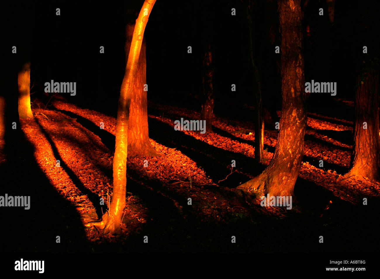 Trees lit by sunset, Delamere Forest, part of the Mersey Forest near ...