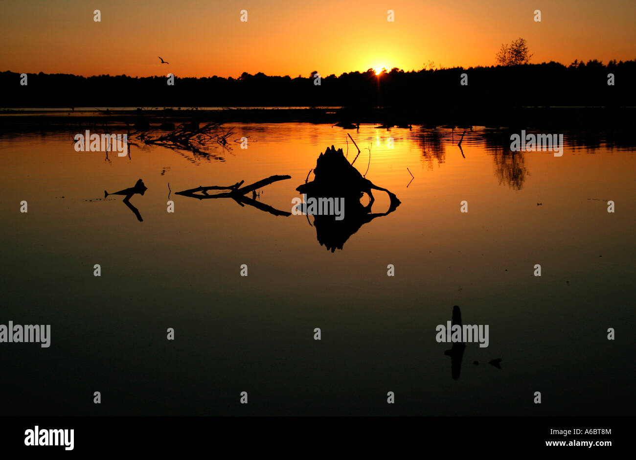 Flooded wetland at sunset, Blakemere Moss, Delamere Forest, part of the ...