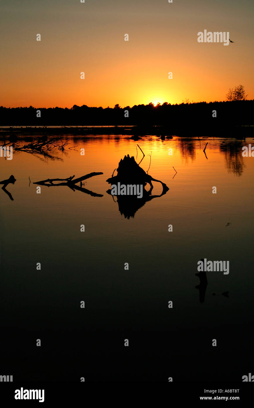 Flooded wetland at sunset, Blakemere Moss, Delamere Forest, part of the ...
