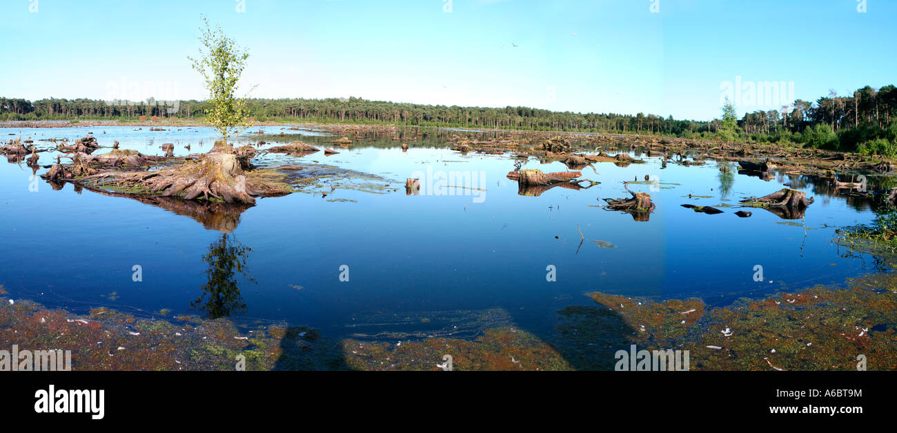 Linmere moss delamere forest hi-res stock photography and images - Alamy
