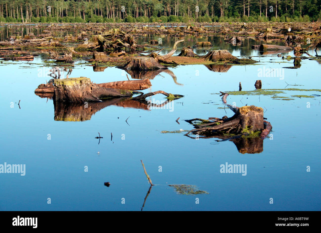 Linmere moss delamere forest hi-res stock photography and images - Alamy