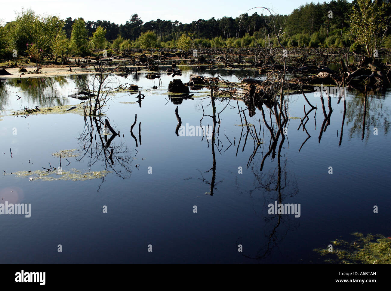 Linmere moss delamere forest hi-res stock photography and images - Alamy