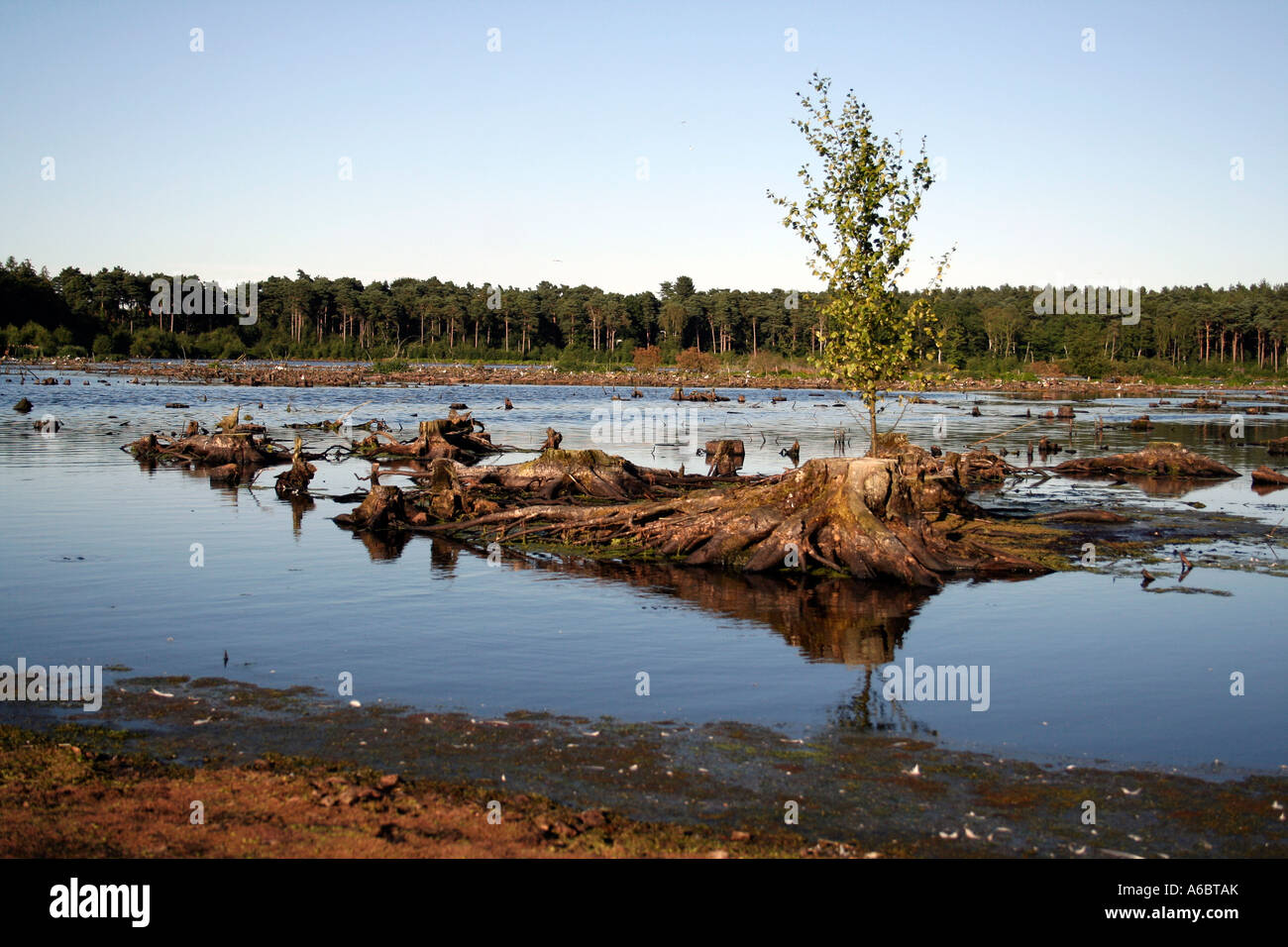 Linmere moss delamere forest hi-res stock photography and images - Alamy