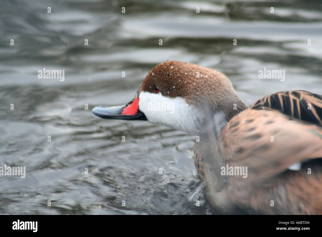 Water fowl aquatic hi-res stock photography and images - Alamy