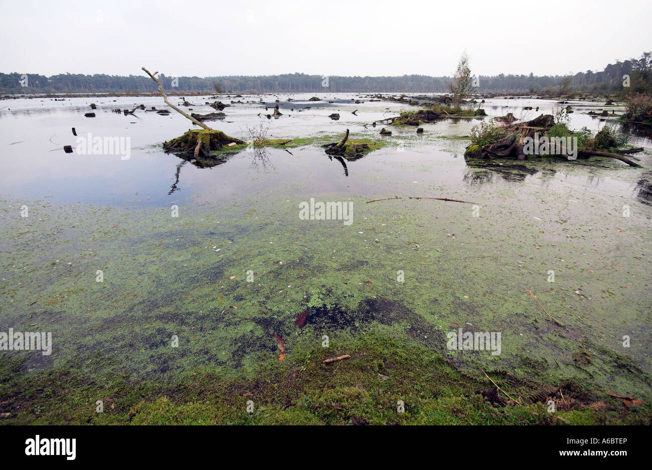 Linmere moss delamere forest hi-res stock photography and images - Alamy