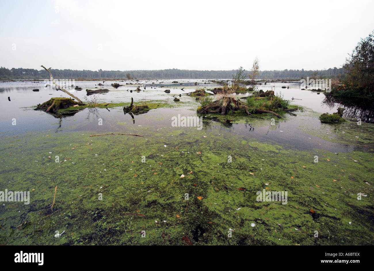 Flloodland hi-res stock photography and images - Alamy