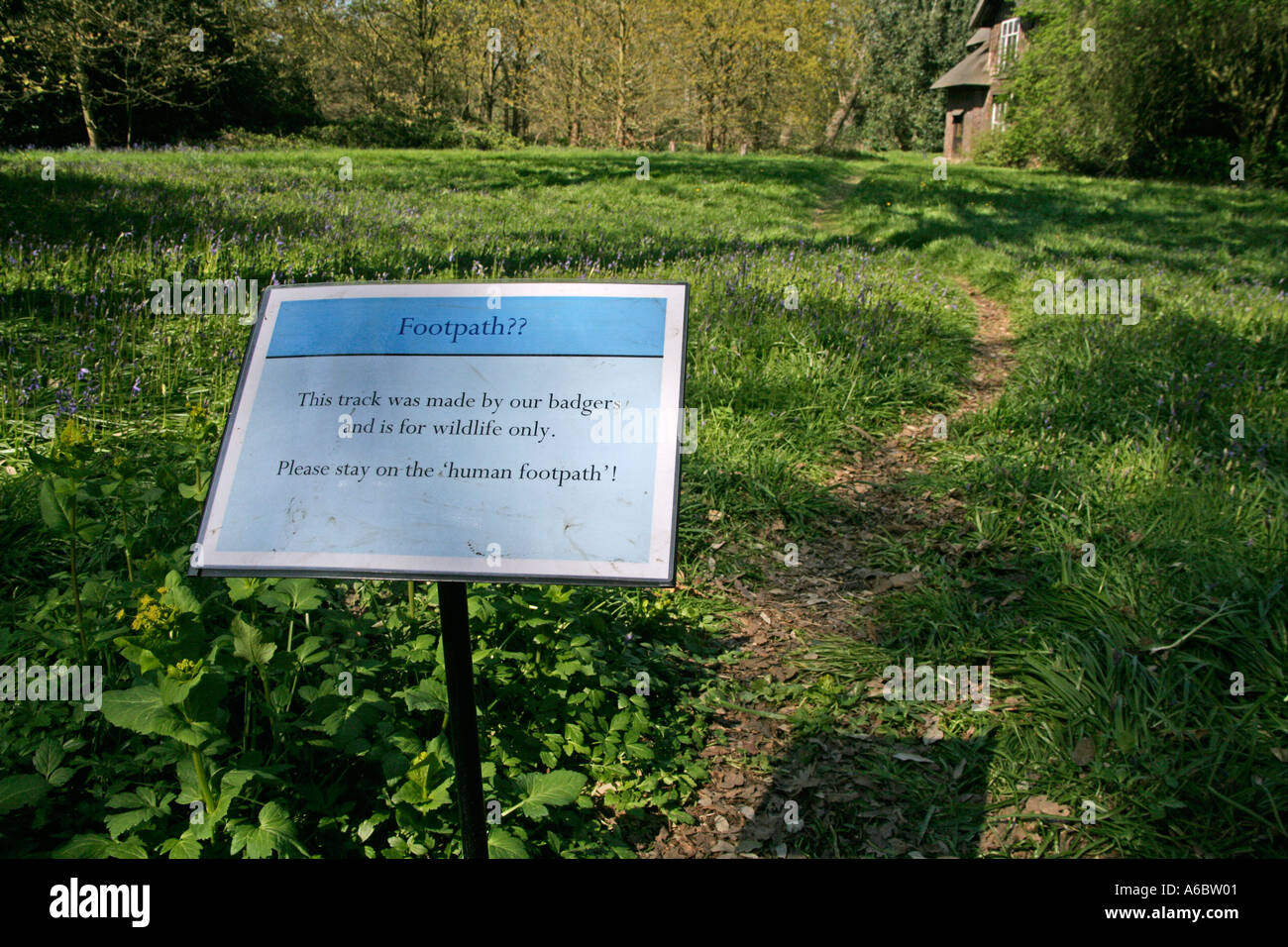 BADGER PATH Meles meles Stock Photo - Alamy