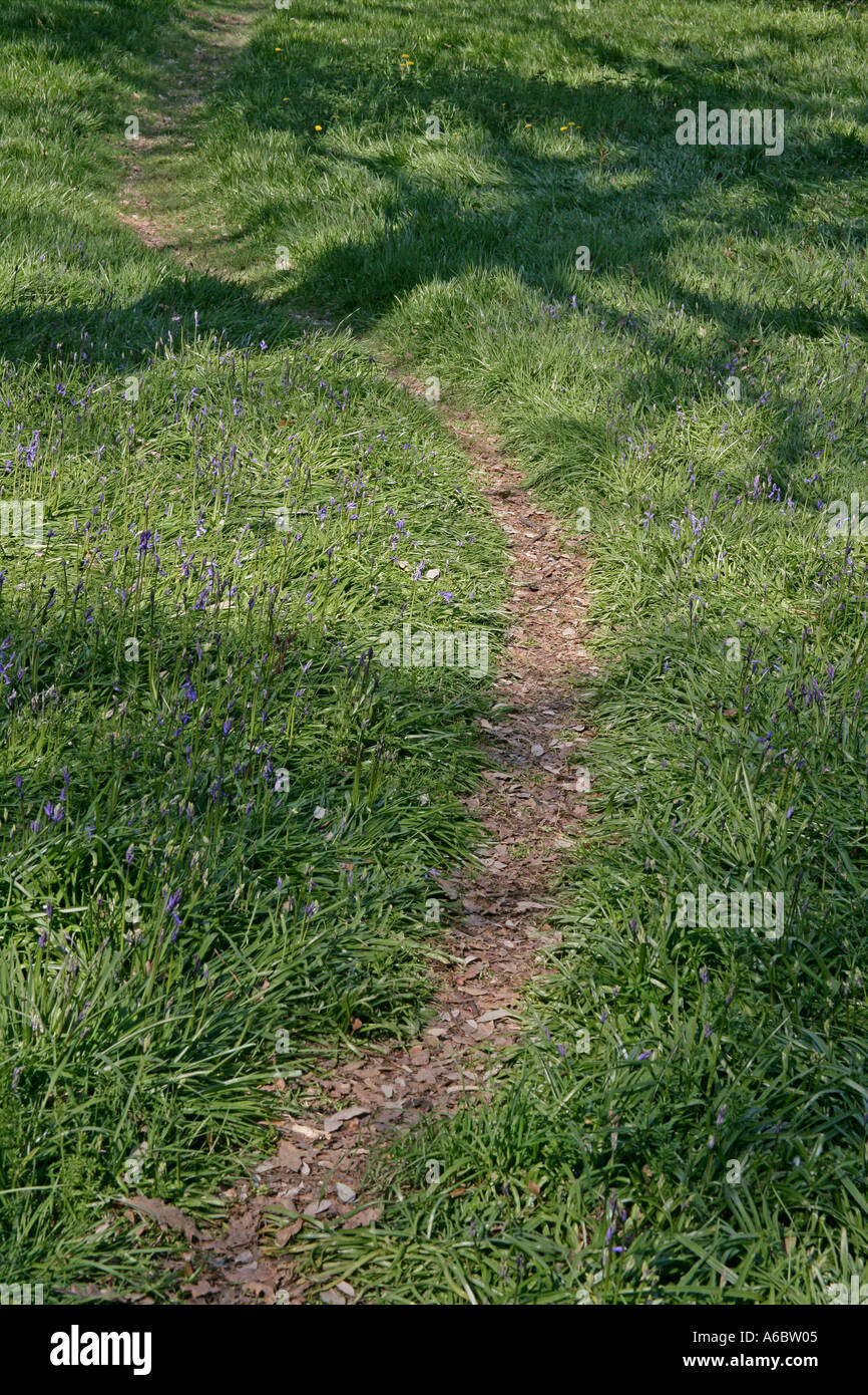 BADGER PATH Meles meles Stock Photo - Alamy