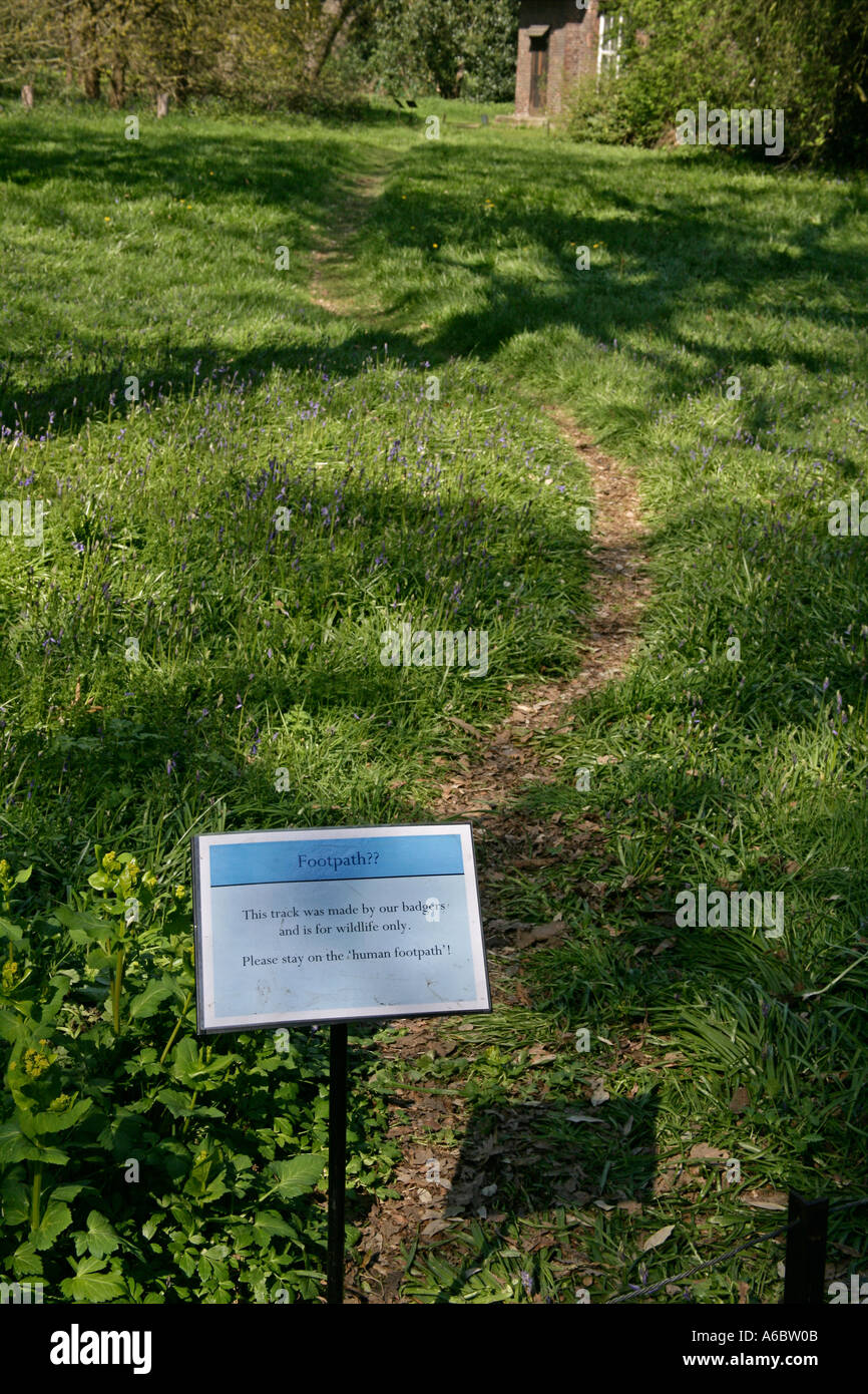 BADGER PATH Meles meles Stock Photo - Alamy