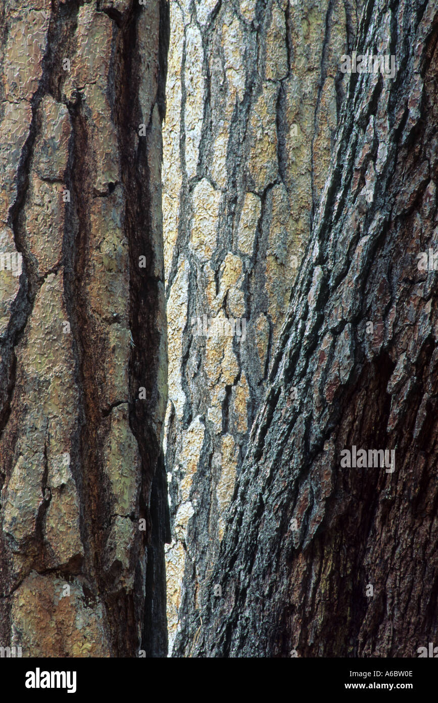 Conifer trunks in the Long Meadow Grove in Giant Sequoia National ...