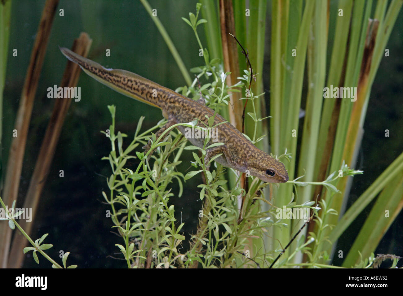 PALMATE NEWT Triturus helveticus Stock Photo - Alamy