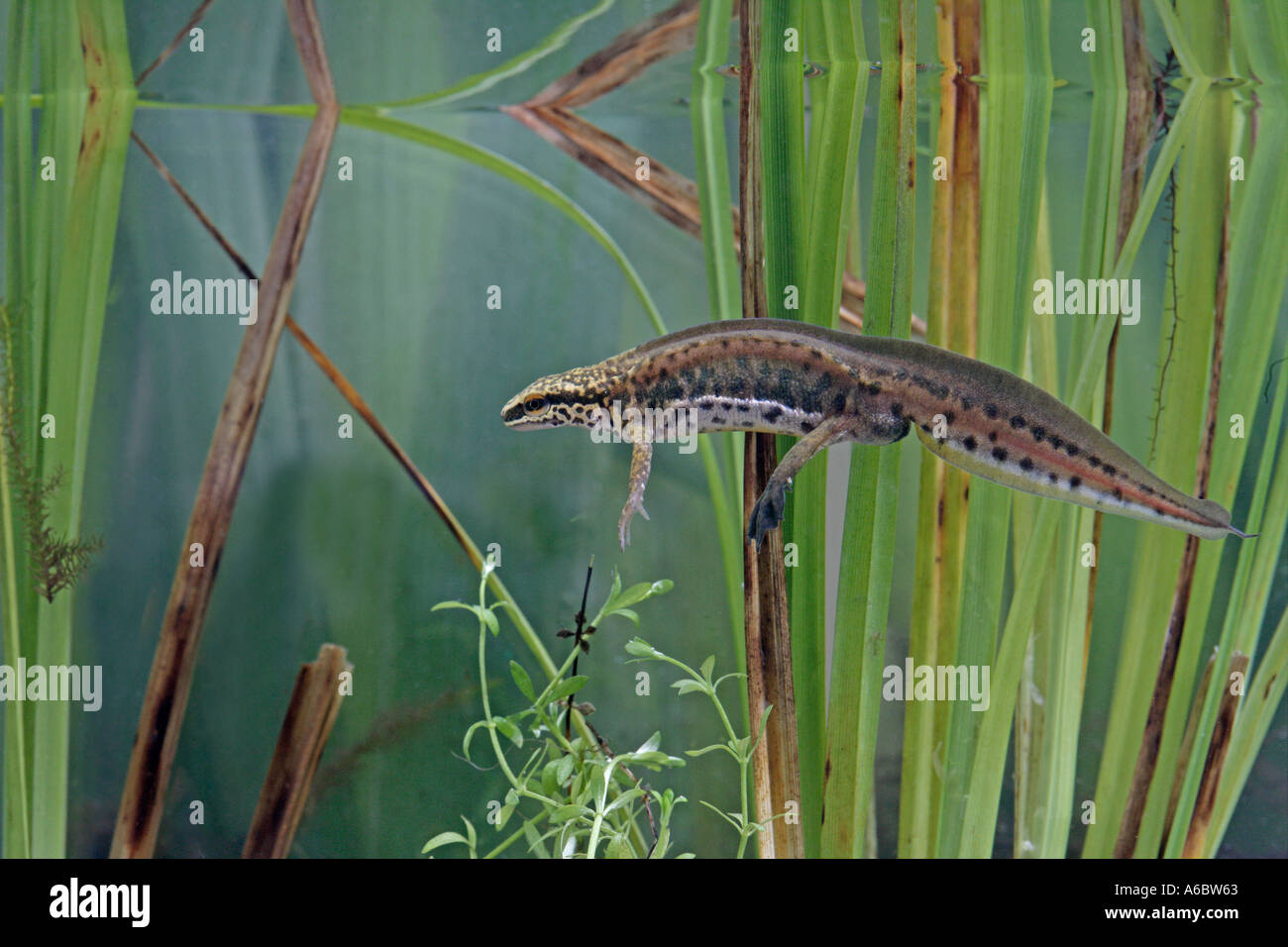 Palmate newt uk hi-res stock photography and images - Alamy