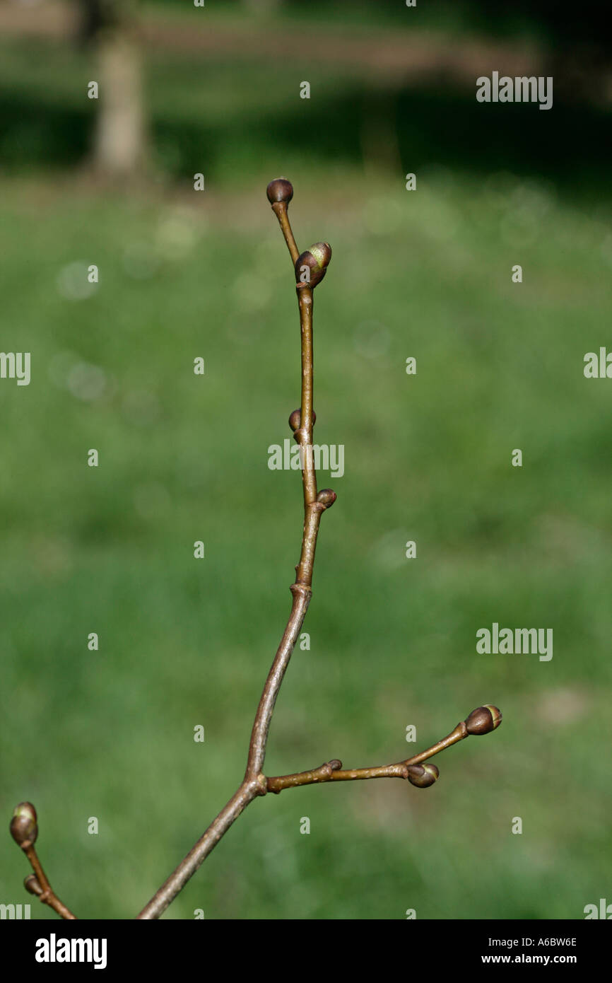 SMALL LEAVED LIME Tilia cordata Stock Photo - Alamy
