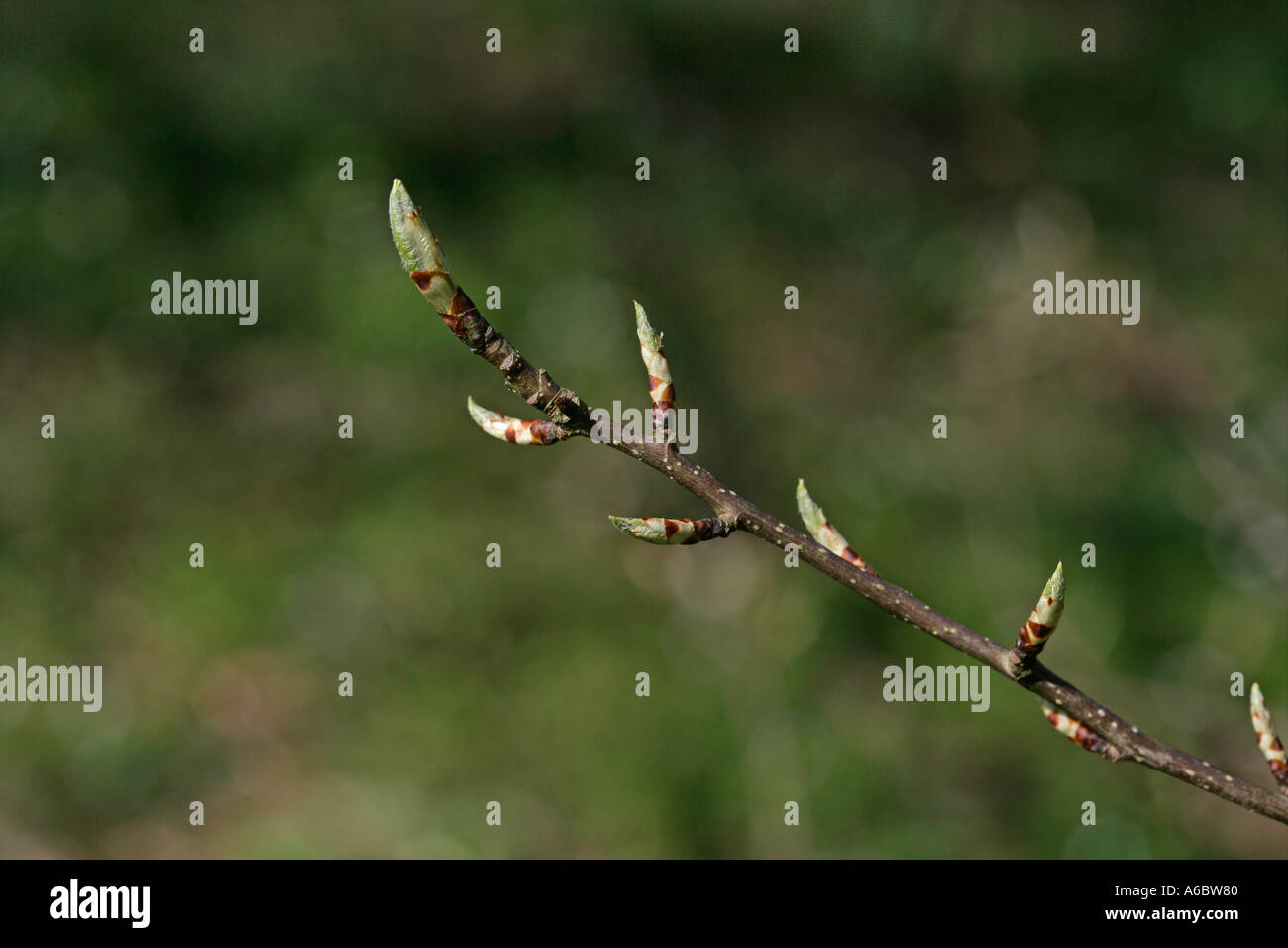 WILD PEAR Pyrus cordata Stock Photo - Alamy