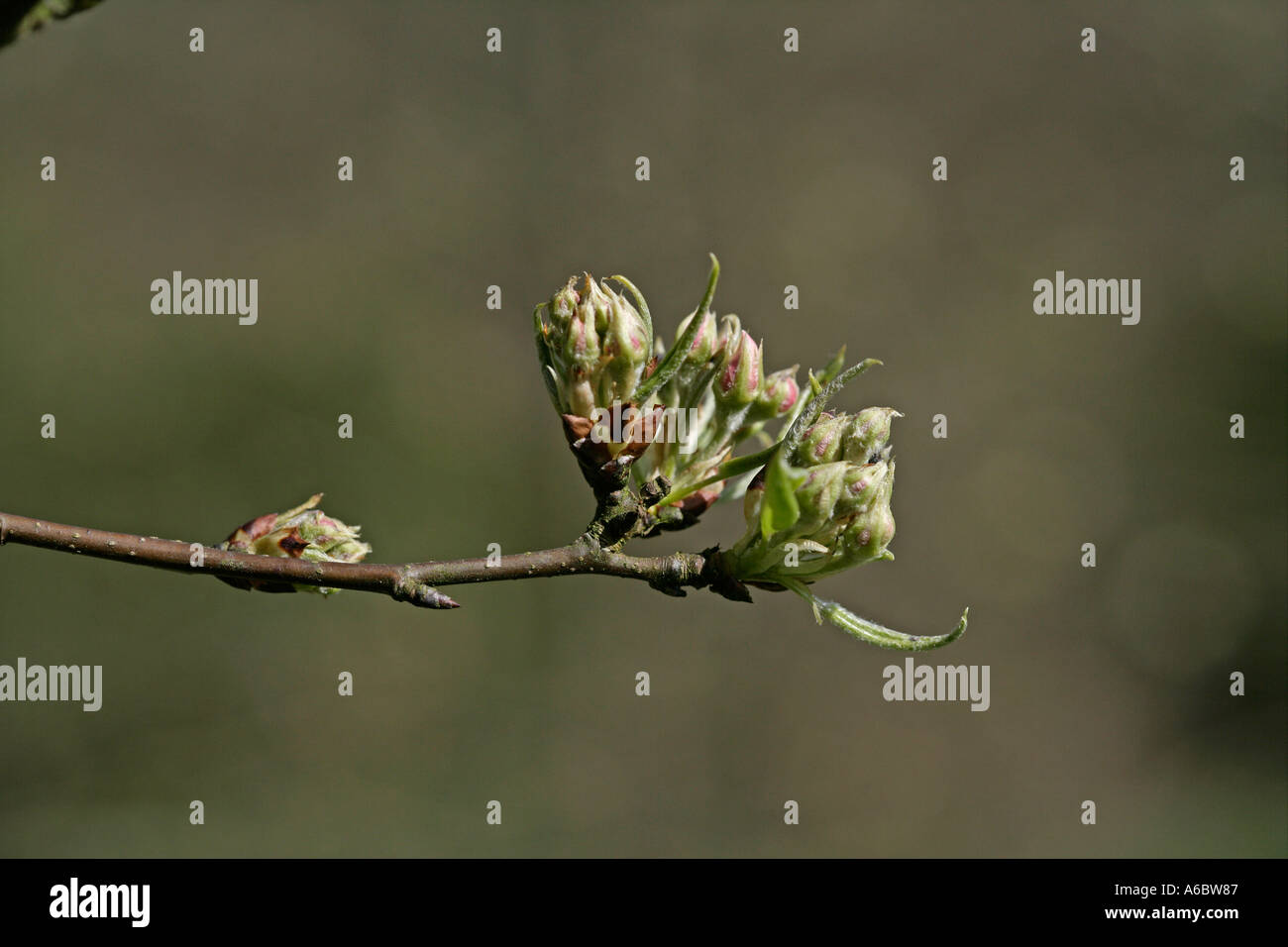 WILD PEAR Pyrus cordata Stock Photo - Alamy