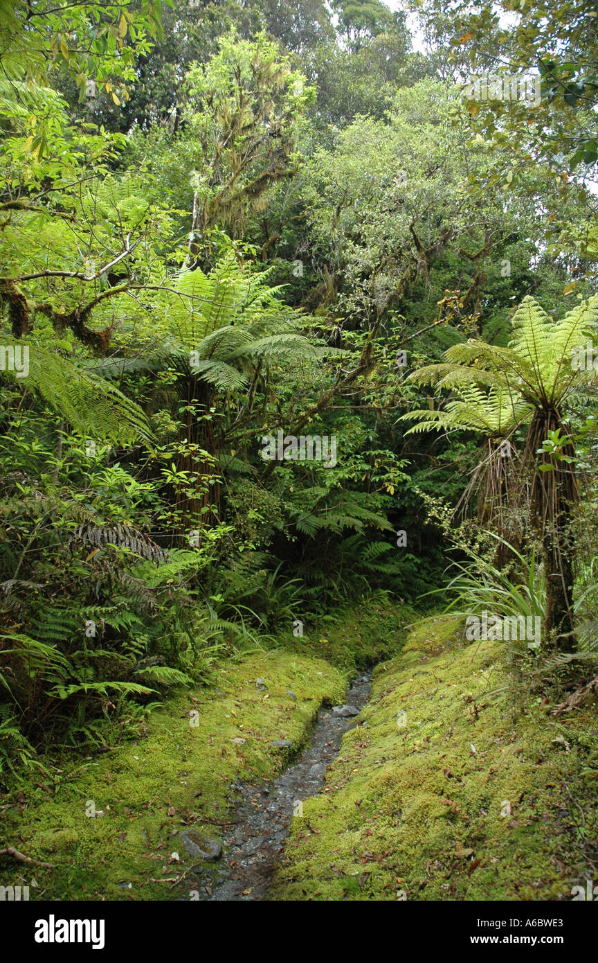 Path through rainforest New Zealand Stock Photo - Alamy