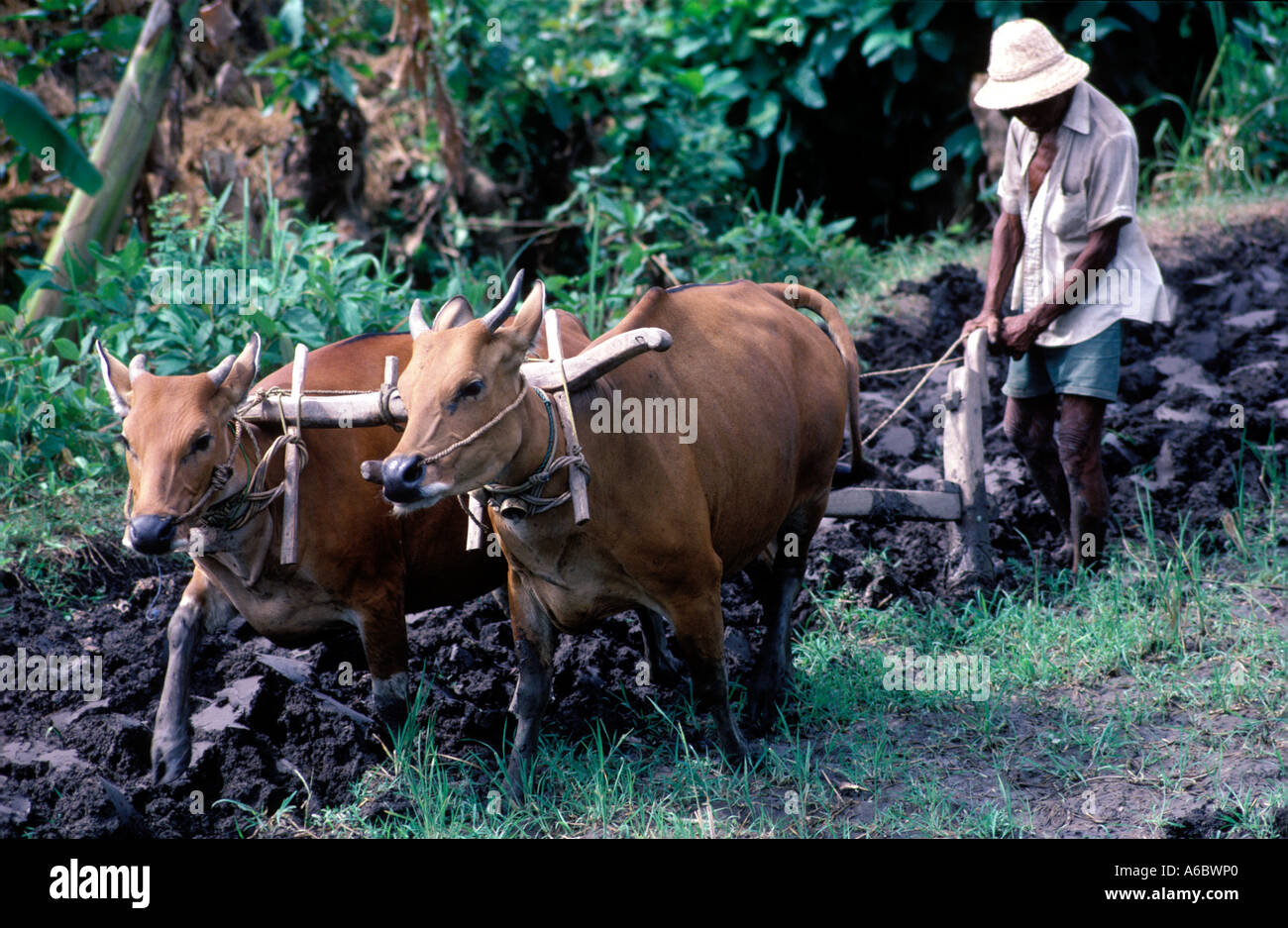 Plowing rice paddies with water buffalo, Northern Bali, Indonesia ...