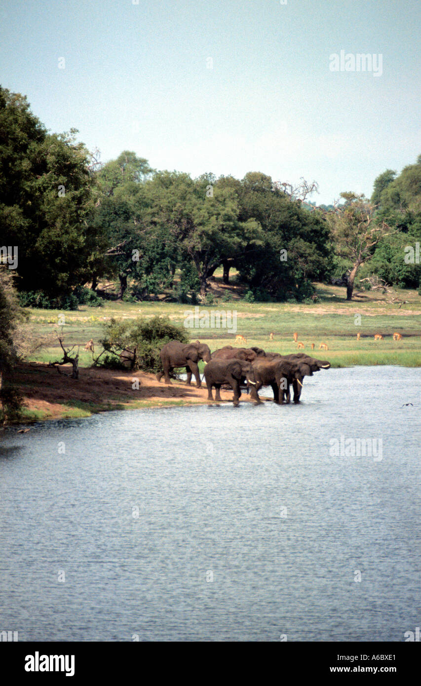 Elephants having a bath in the Chobe River Botswana Stock Photo - Alamy