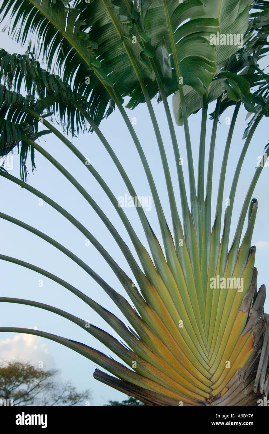 Fan Leaf Palm Trees