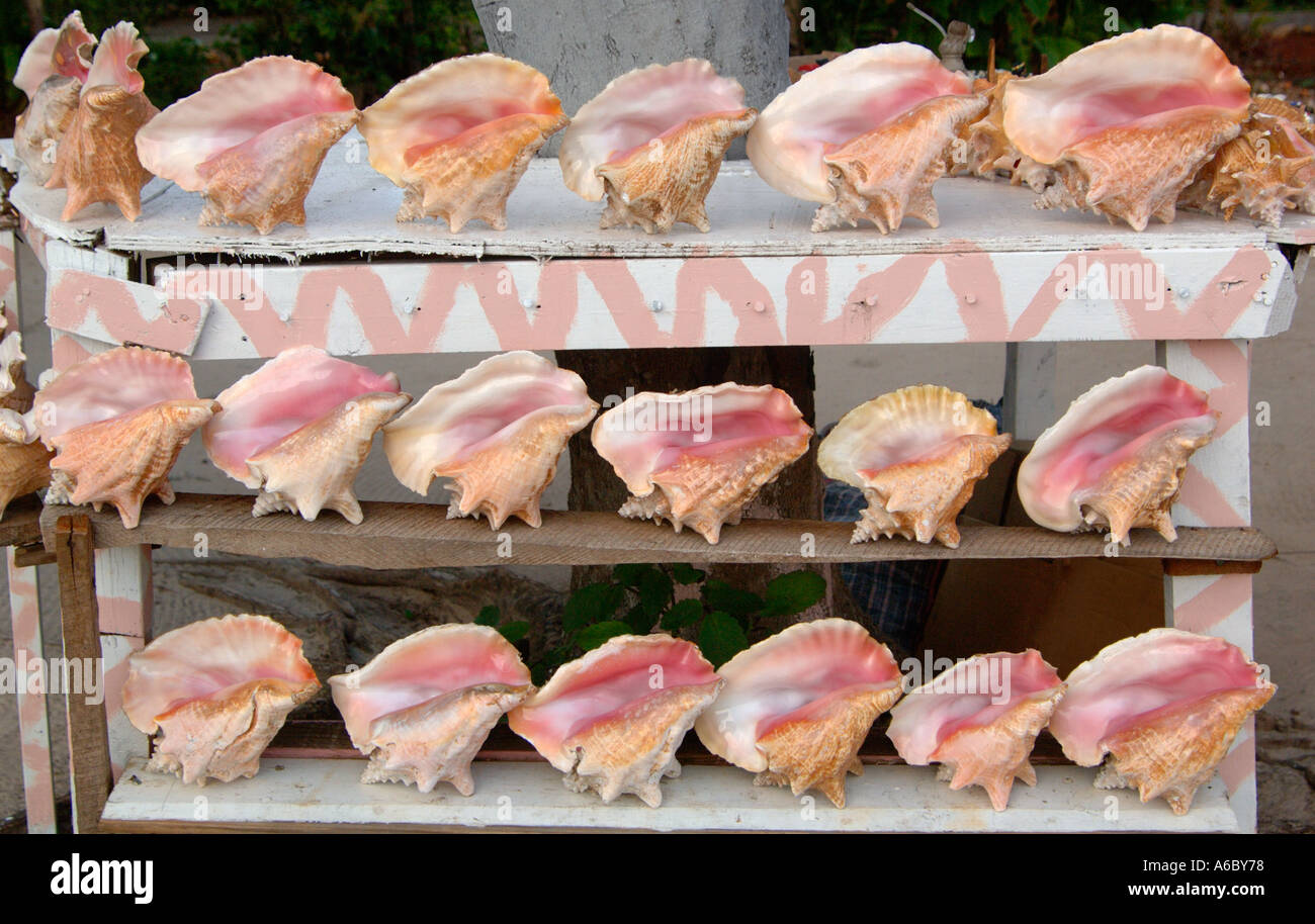A Color Horizontal Image Of A Display Of Queen Conch Shells On Three