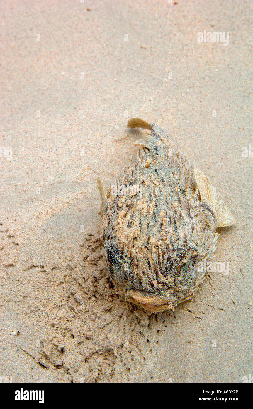 Color vertical image of a dead porcupine fish washed up on the beach ...