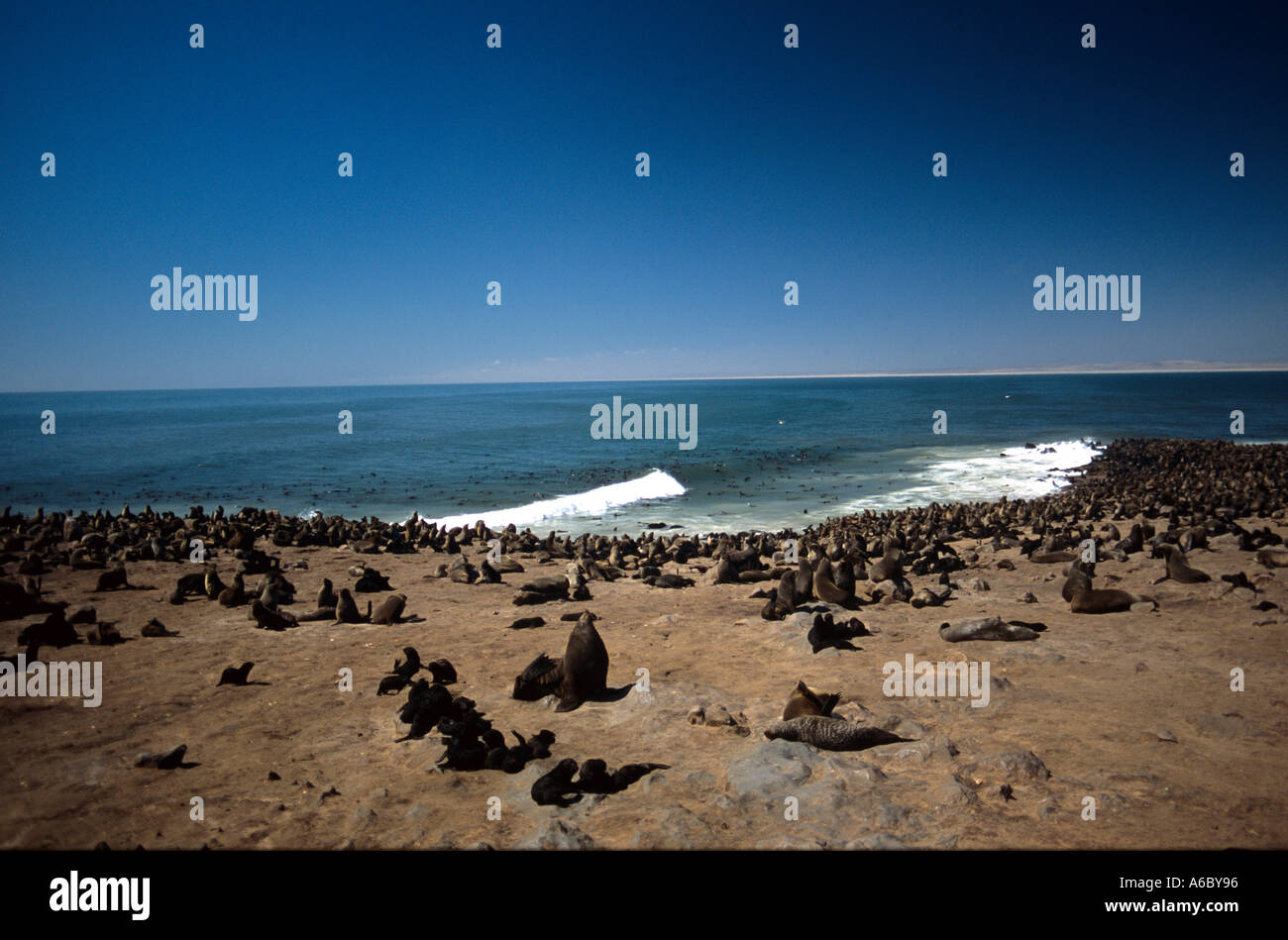Seals Cape Cross Namibia Stock Photo - Alamy