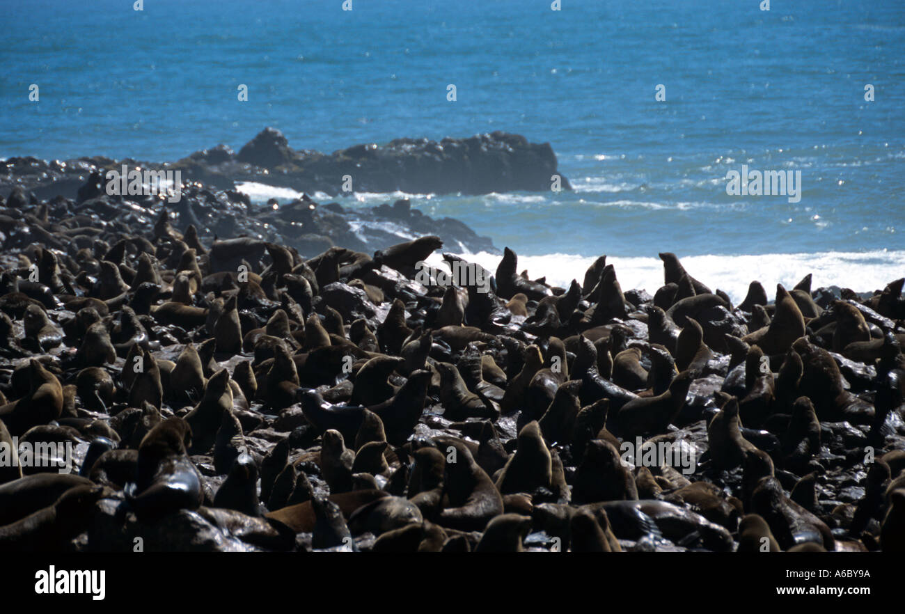 Seals Cape Cross Namibia Stock Photo - Alamy
