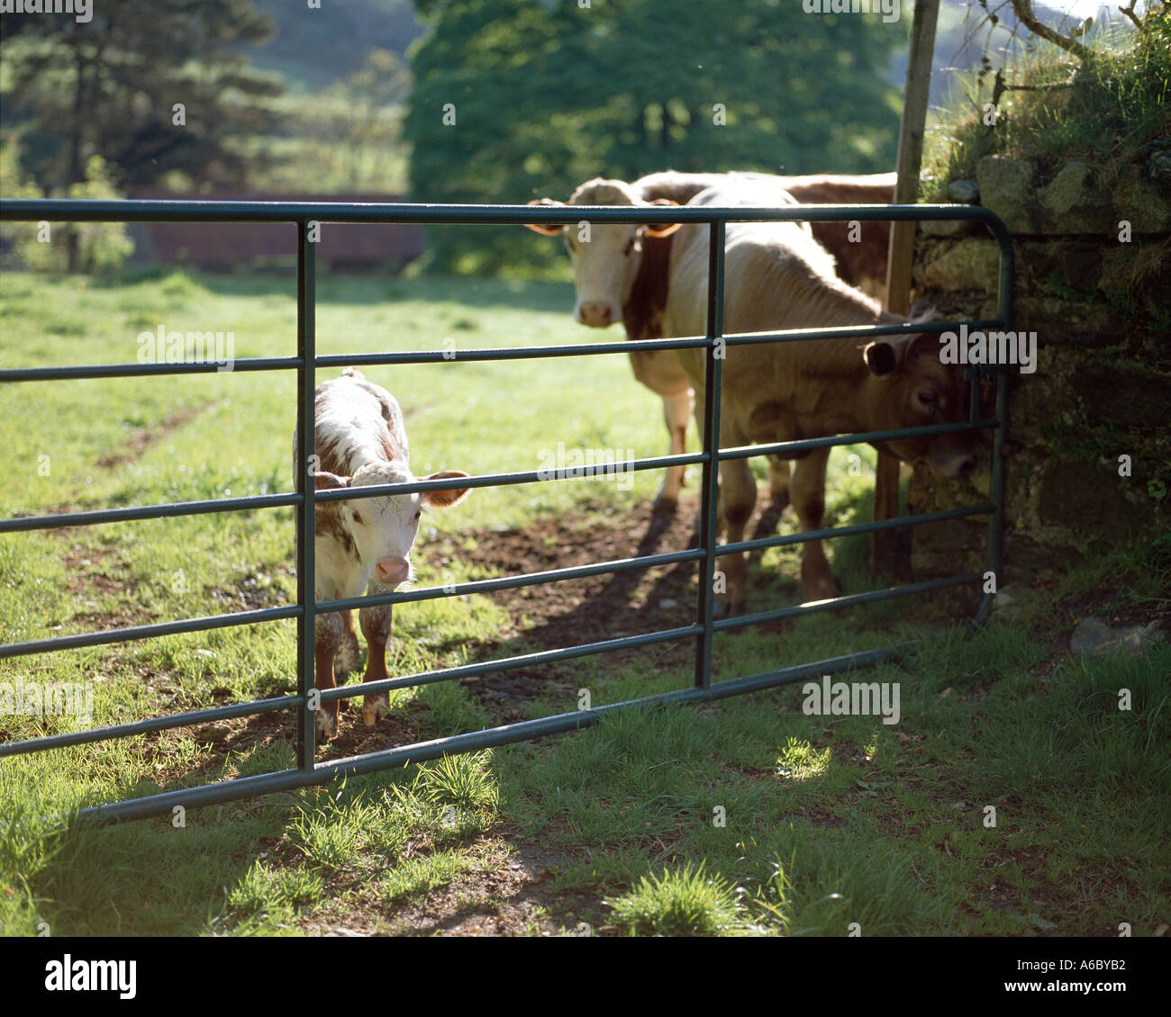 agricultural animals in a green field on irelands scenic landscape ...