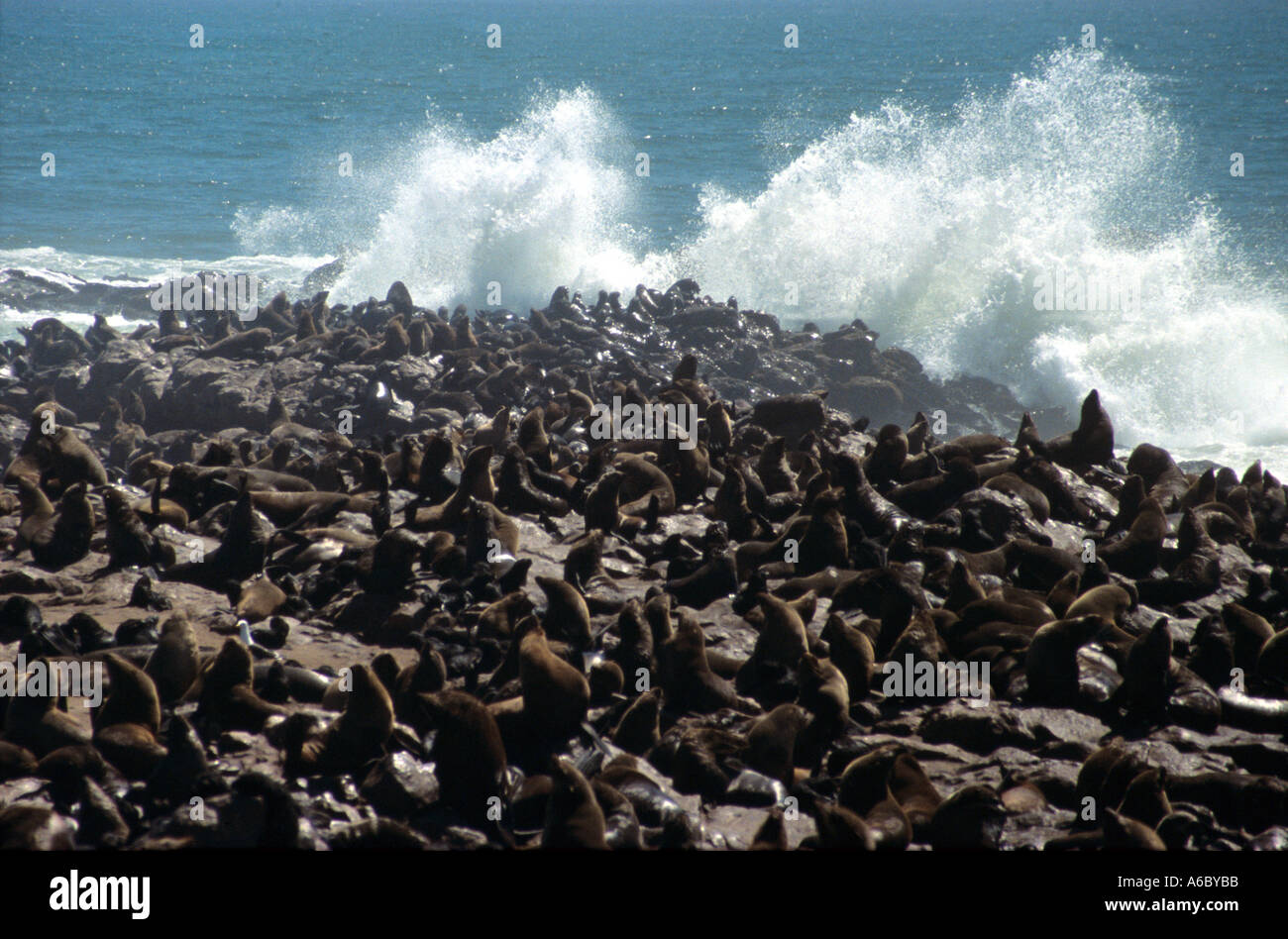 Seals Cape Cross Namibia Stock Photo - Alamy