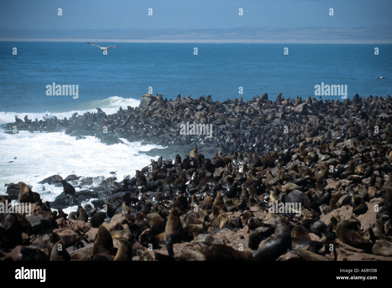 Seals Cape Cross Namibia Stock Photo - Alamy