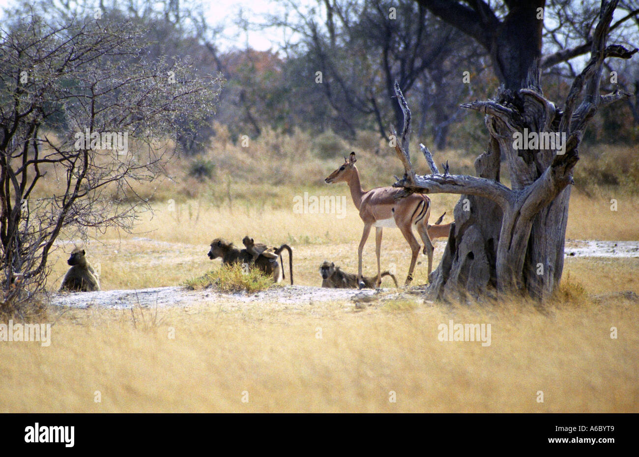 Antelope and group of monkey s National Park Chobe Botswana Stock Photo ...