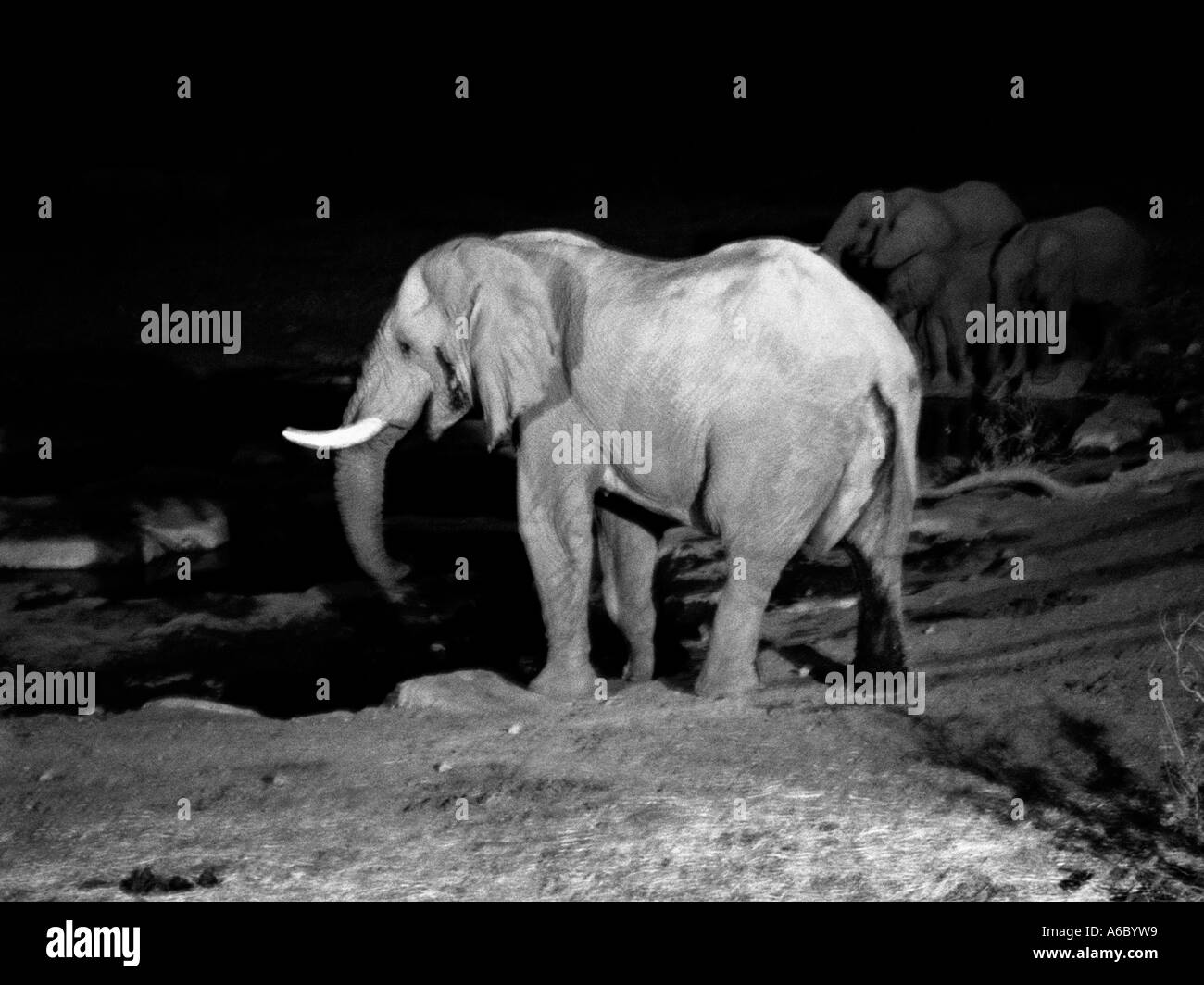 Elephant night african Black and White Stock Photos & Images - Alamy