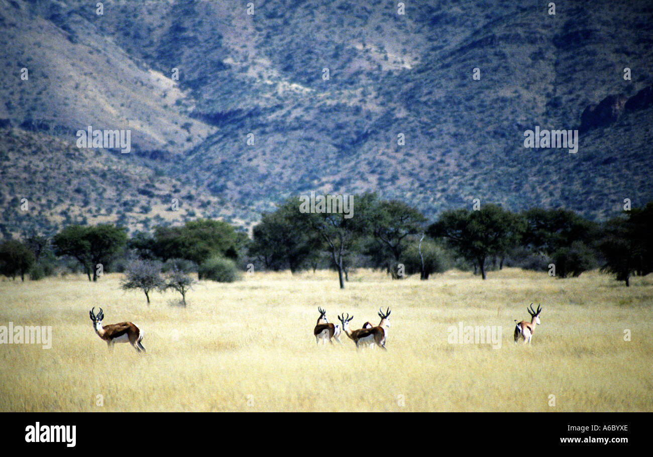Thomsons gazelle Namibia Stock Photo - Alamy