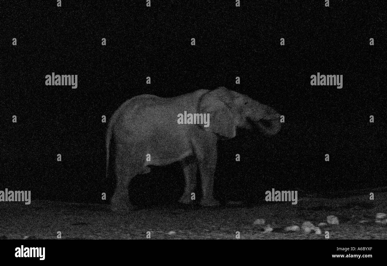 Elephant night african Black and White Stock Photos & Images - Alamy