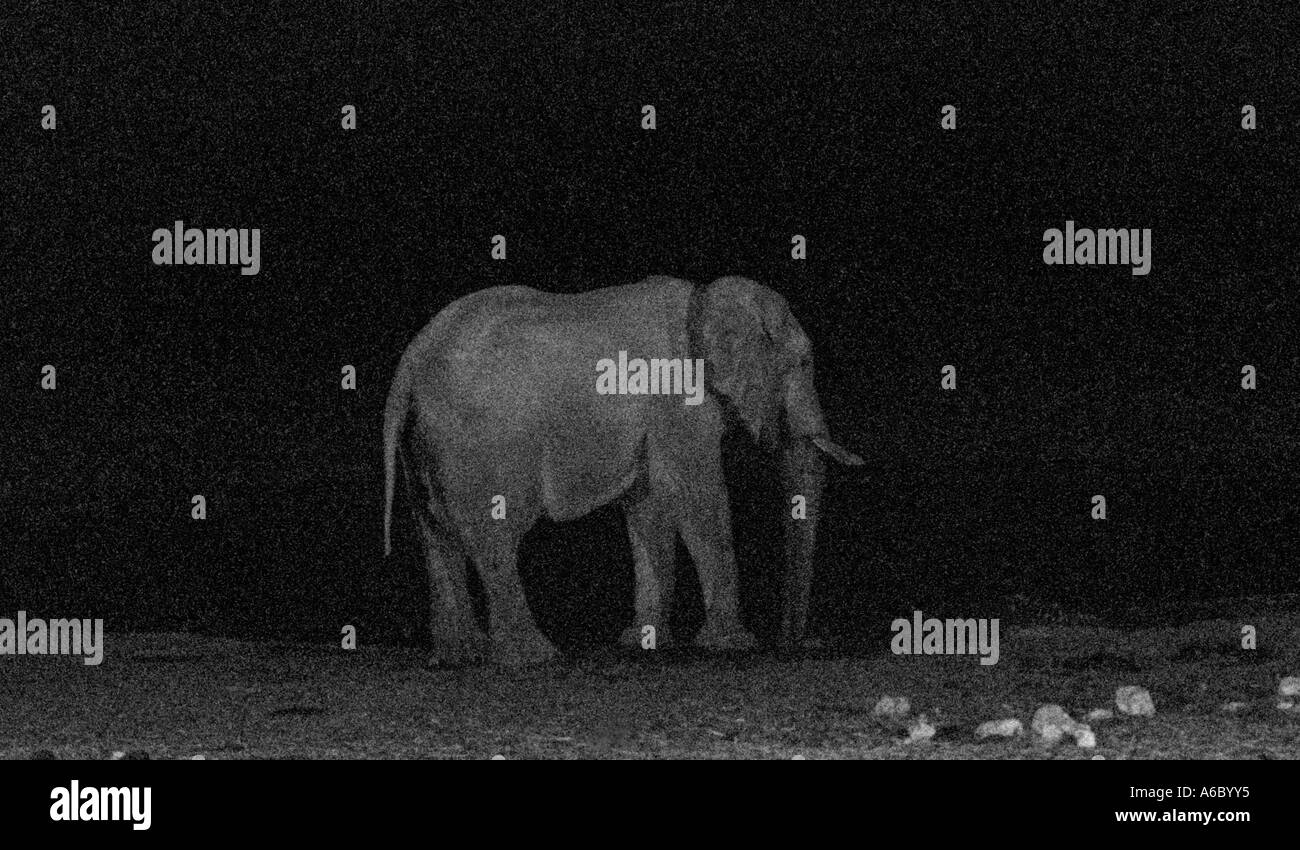 Elephant night african Black and White Stock Photos & Images - Alamy