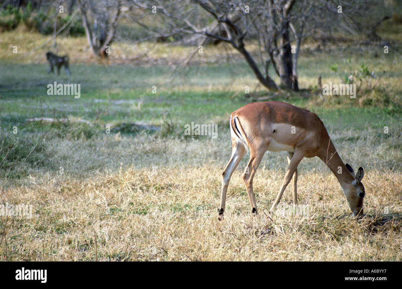 Springbok eating National park Chobe Botswana Stock Photo - Alamy