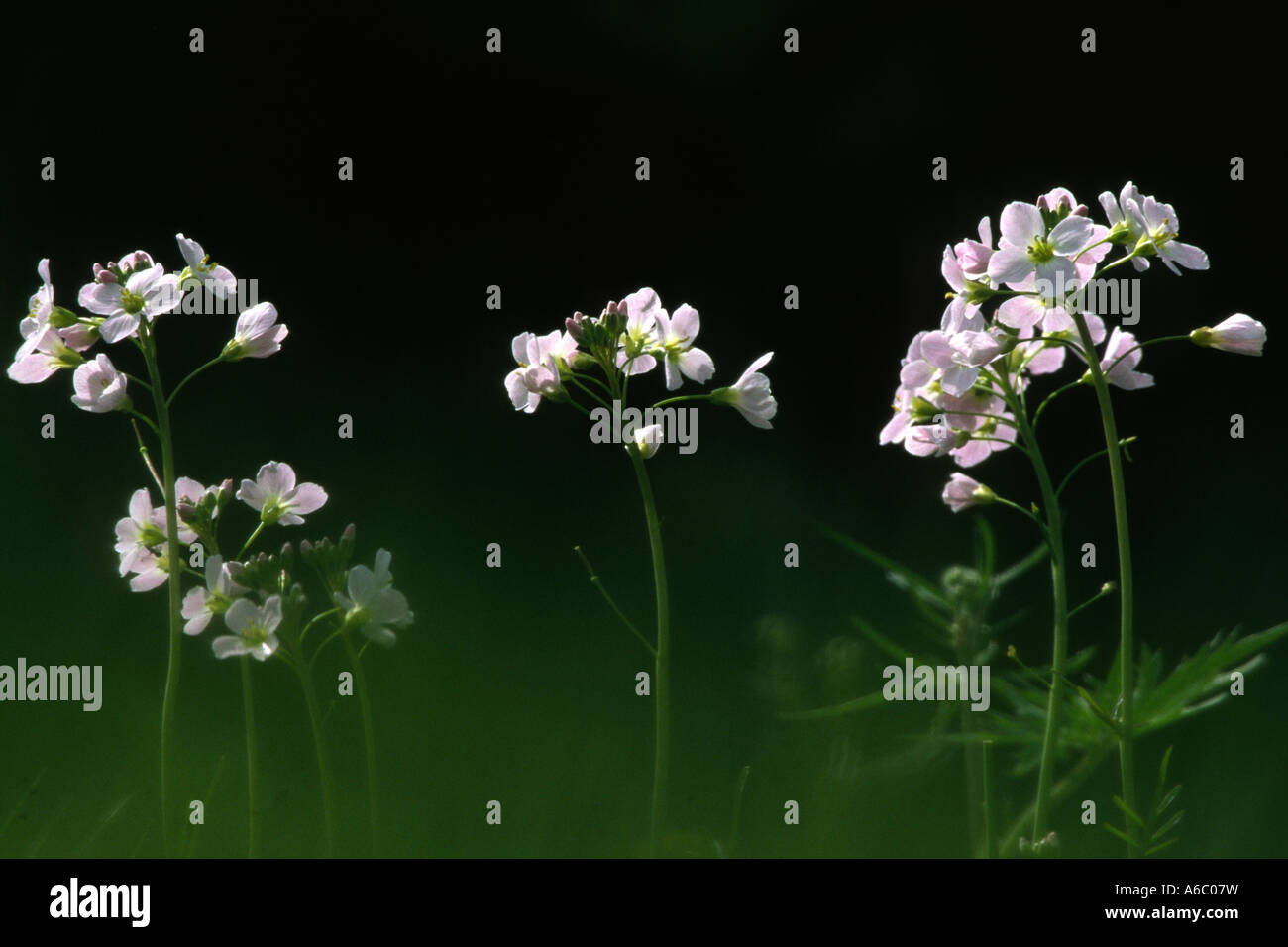 Ladies smock hi-res stock photography and images - Alamy