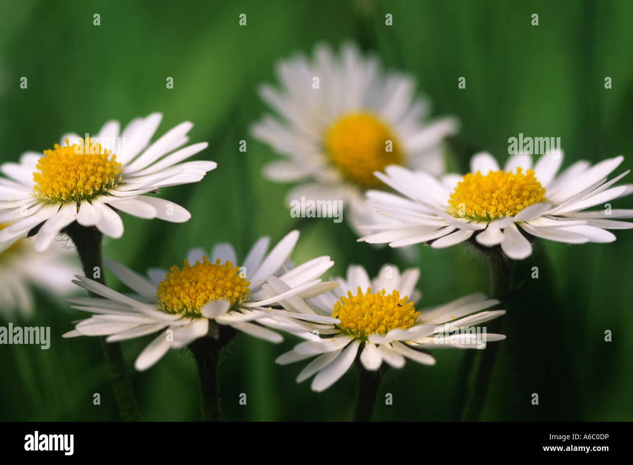 Bellis white hi-res stock photography and images - Alamy