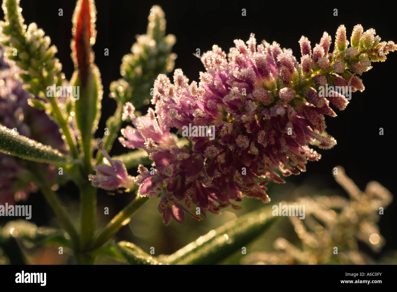 Hebe, species and variety unknown, flowering in early Winter. on a ...